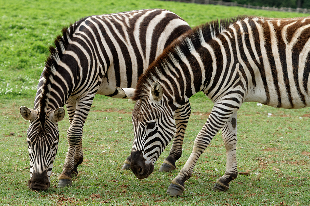 Brijuni National Park Guide: A Journey Through Nature and History ...